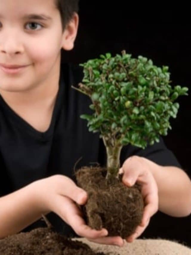 Beautiful Plant Names For Boys You ll Surely Love Thriving In Parenting