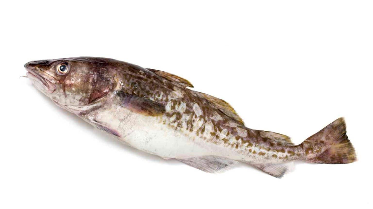 Top 13 Iodine-Rich Foods to Add to Your Diet
