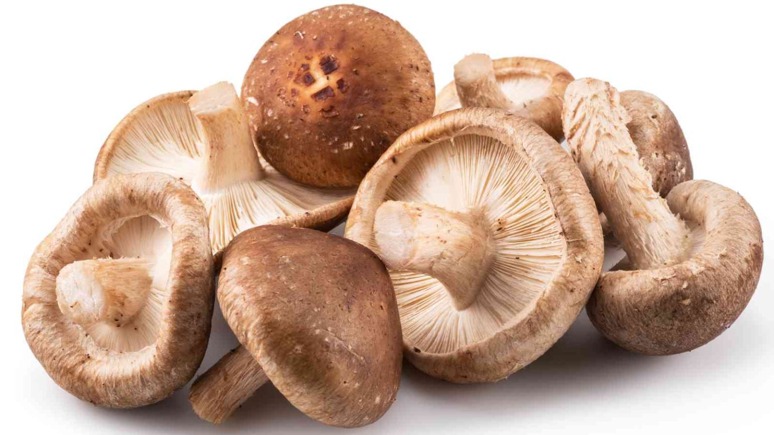 16 Types of Mushrooms and How to Use Them in Everyday Cooking