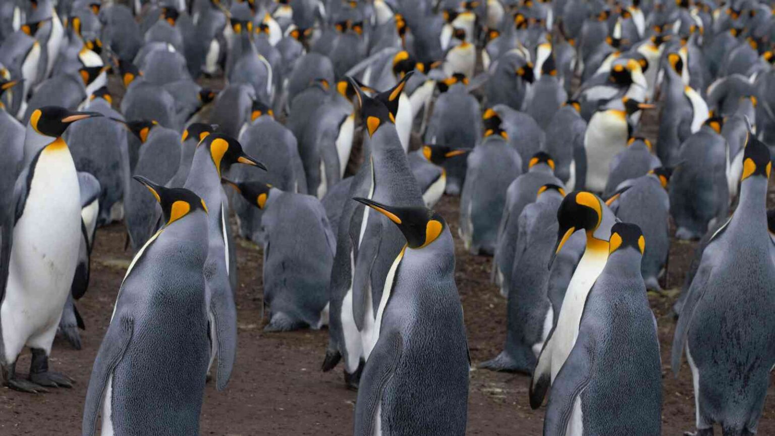 It’s World Penguin Day! These 15 Quirky Facts Will Make You Love Them ...