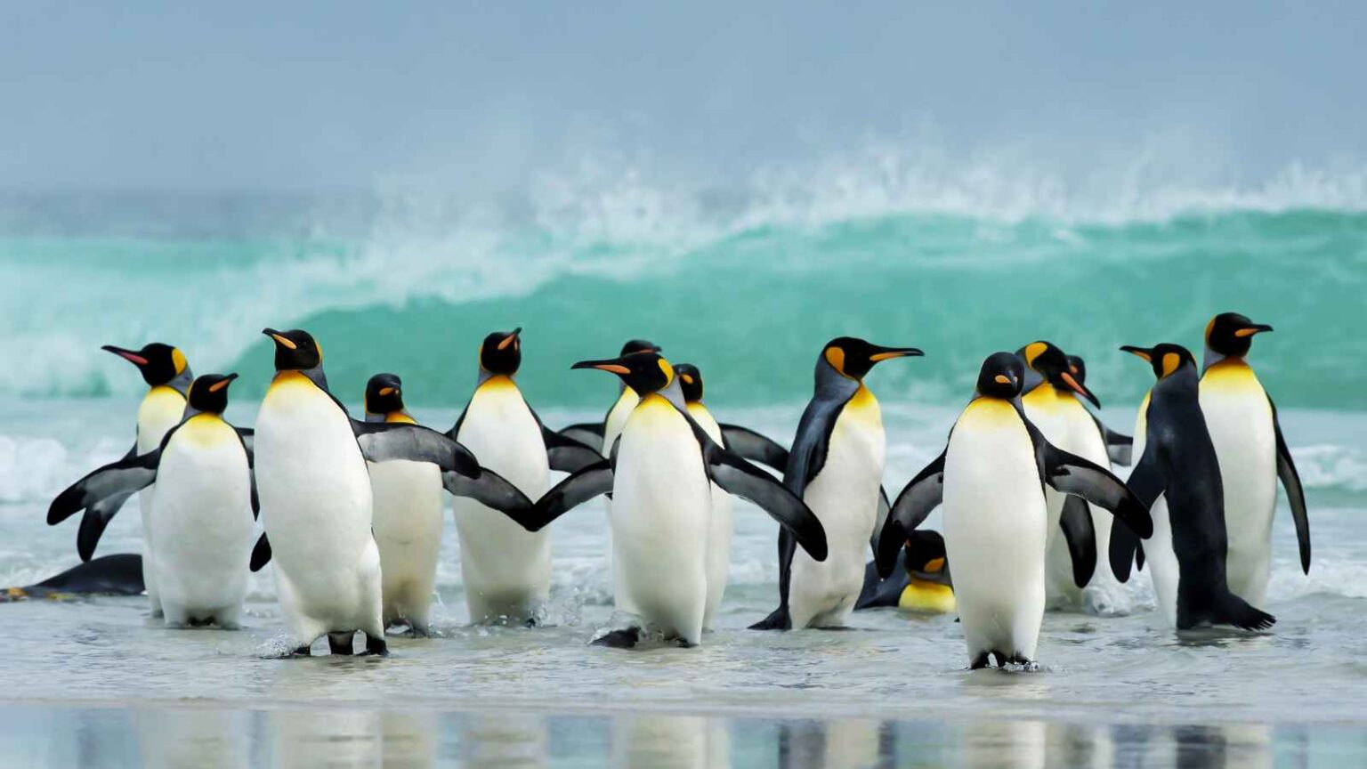 It’s World Penguin Day! These 15 Quirky Facts Will Make You Love Them ...