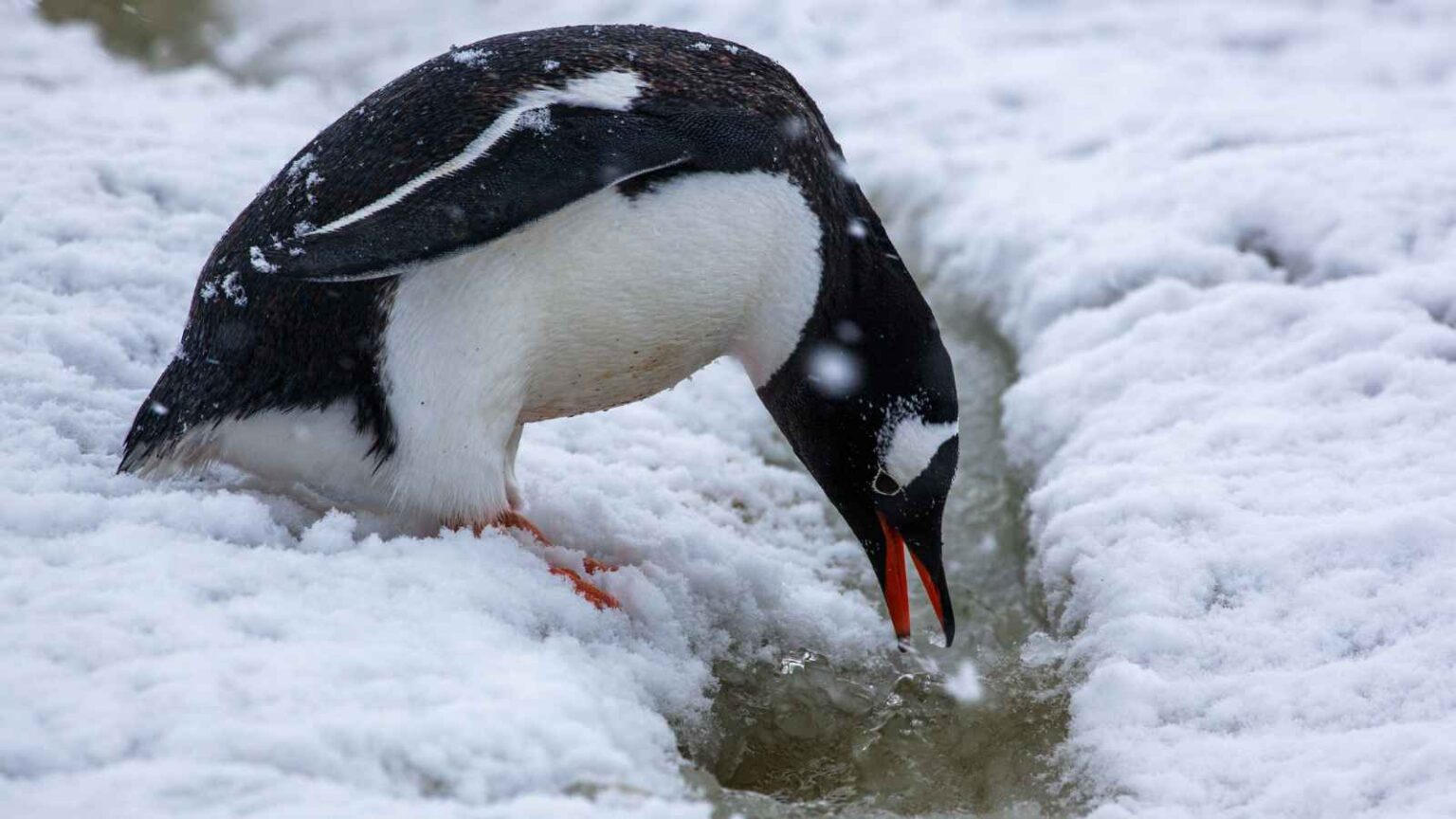 It’s World Penguin Day! These 15 Quirky Facts Will Make You Love Them ...