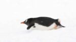 It’s World Penguin Day! These 15 Quirky Facts Will Make You Love Them ...