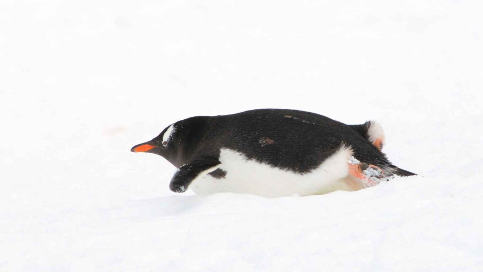 It’s World Penguin Day! These 15 Quirky Facts Will Make You Love Them ...