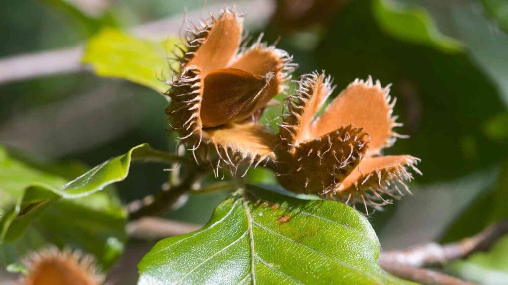 20 Wild or Foraged Foods That Are Surprisingly Nutritious