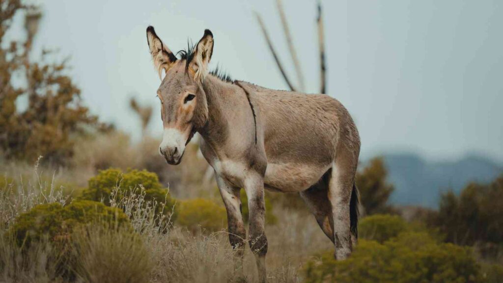 They’re Smarter Than You Think — 15 Fun Donkey Facts for World Donkey Day