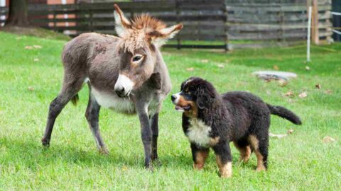 They’re Smarter Than You Think — 15 Fun Donkey Facts for World Donkey Day