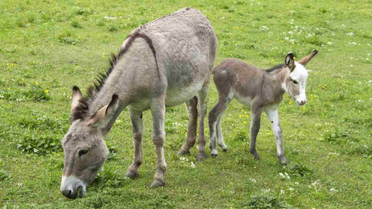 They’re Smarter Than You Think — 15 Fun Donkey Facts for World Donkey Day