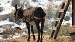 They’re Smarter Than You Think — 15 Fun Donkey Facts for World Donkey Day