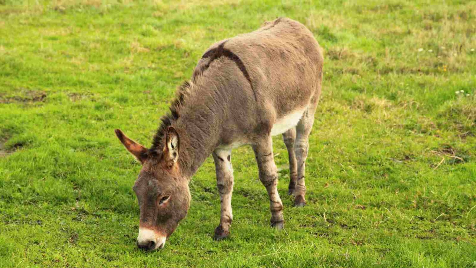 They’re Smarter Than You Think — 15 Fun Donkey Facts for World Donkey Day