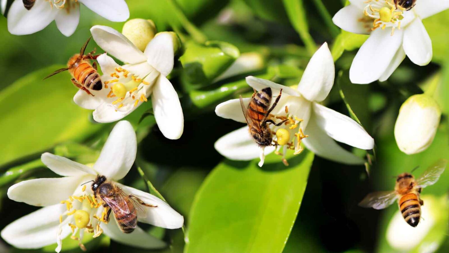 10 Bee-Friendly Plants to Add to Your Garden for World Bee Day