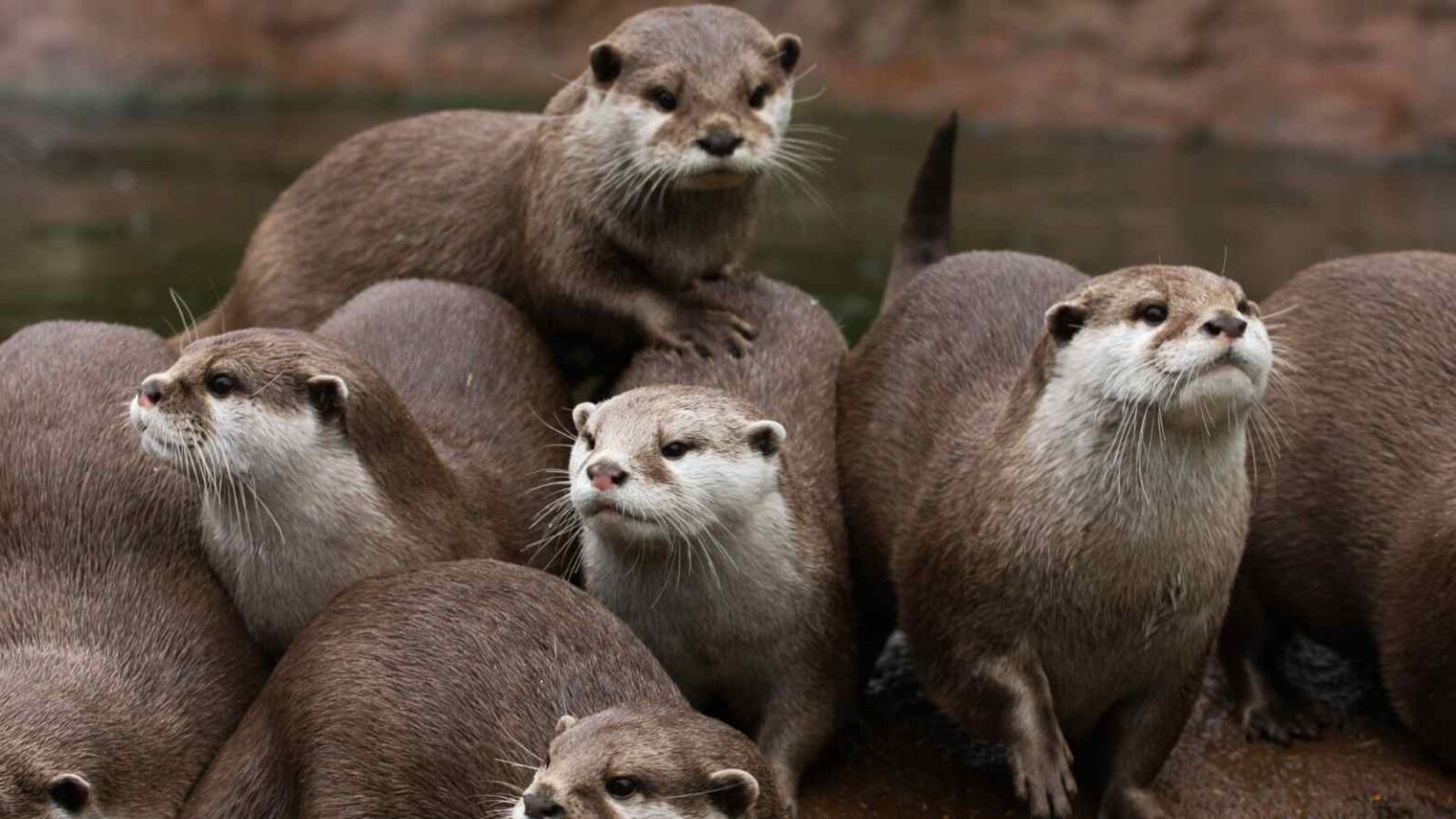 17 Things You Didn’t Know About Otters — Perfect for World Otter Day