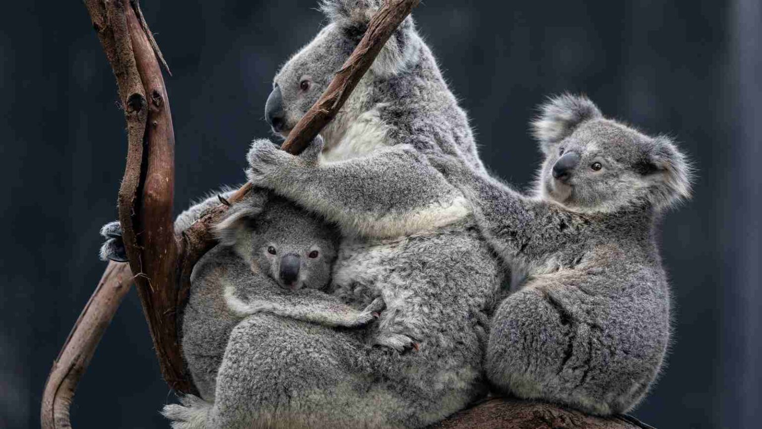 17 Fun Koala Facts for International Wild Koala Day