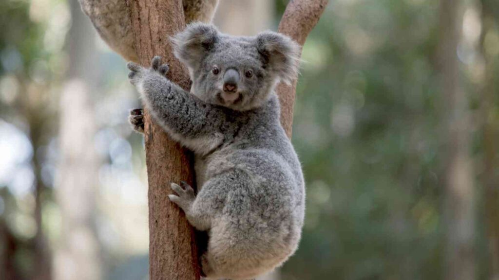17 Fun Koala Facts for International Wild Koala Day