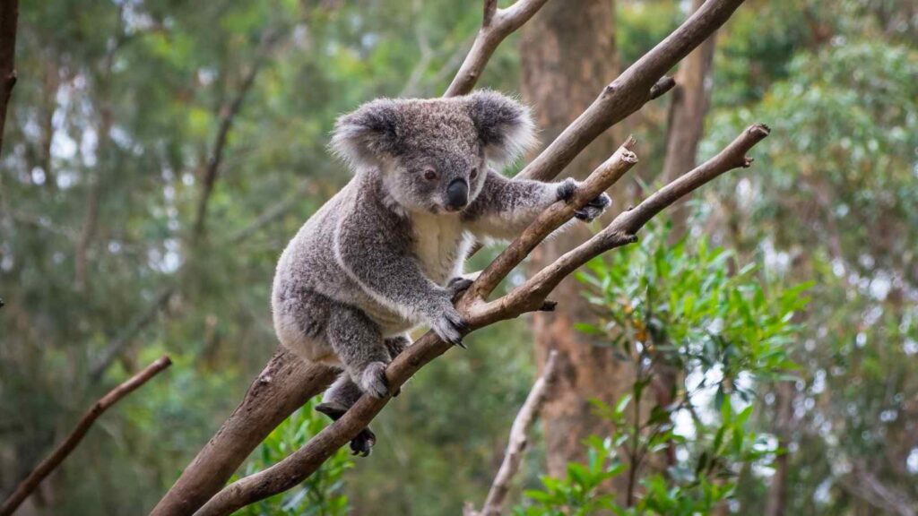 17 Fun Koala Facts for International Wild Koala Day