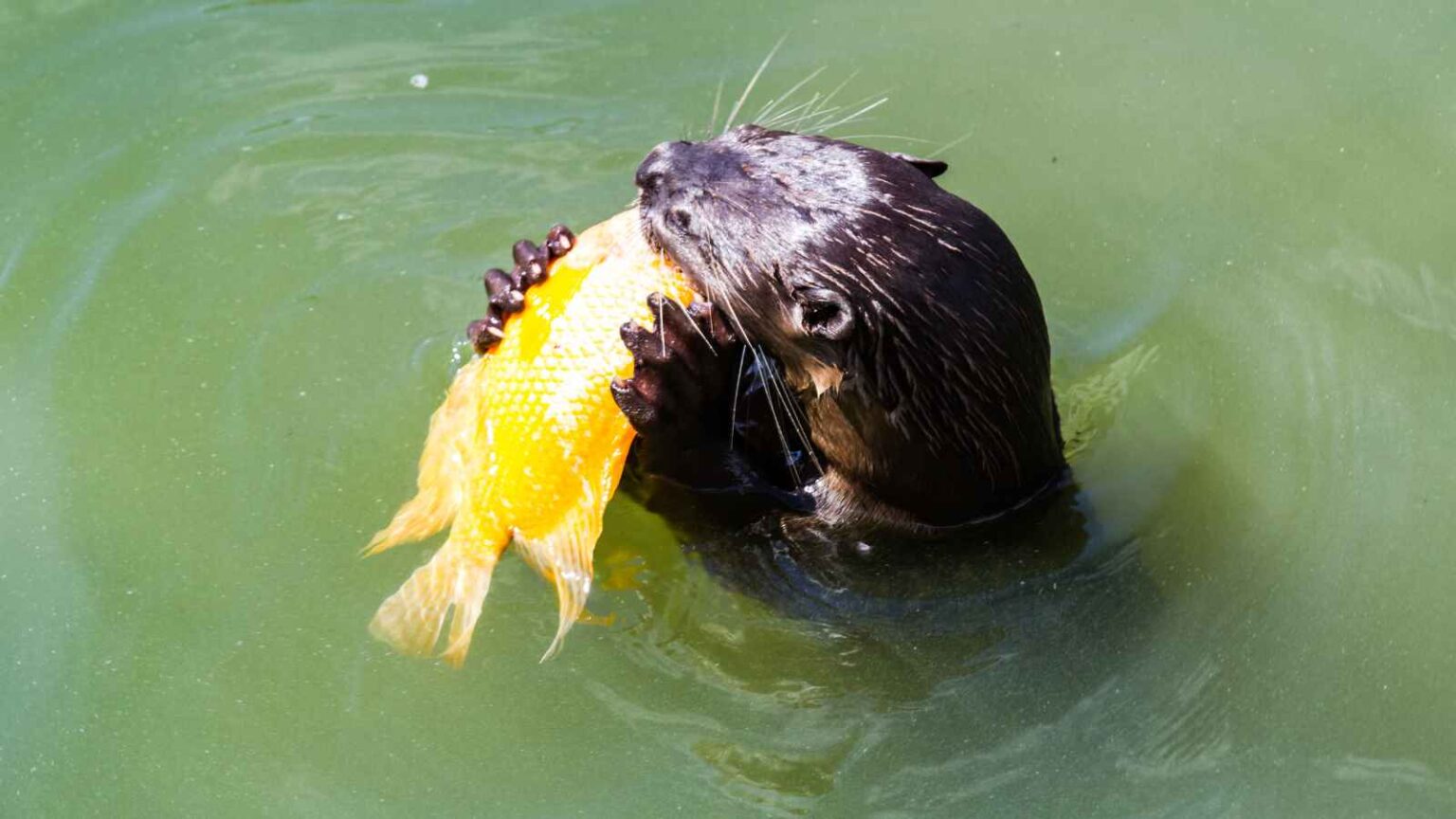 17 Things You Didn’t Know About Otters — Perfect for World Otter Day