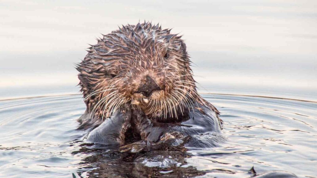 17 Things You Didn’t Know About Otters — Perfect for World Otter Day