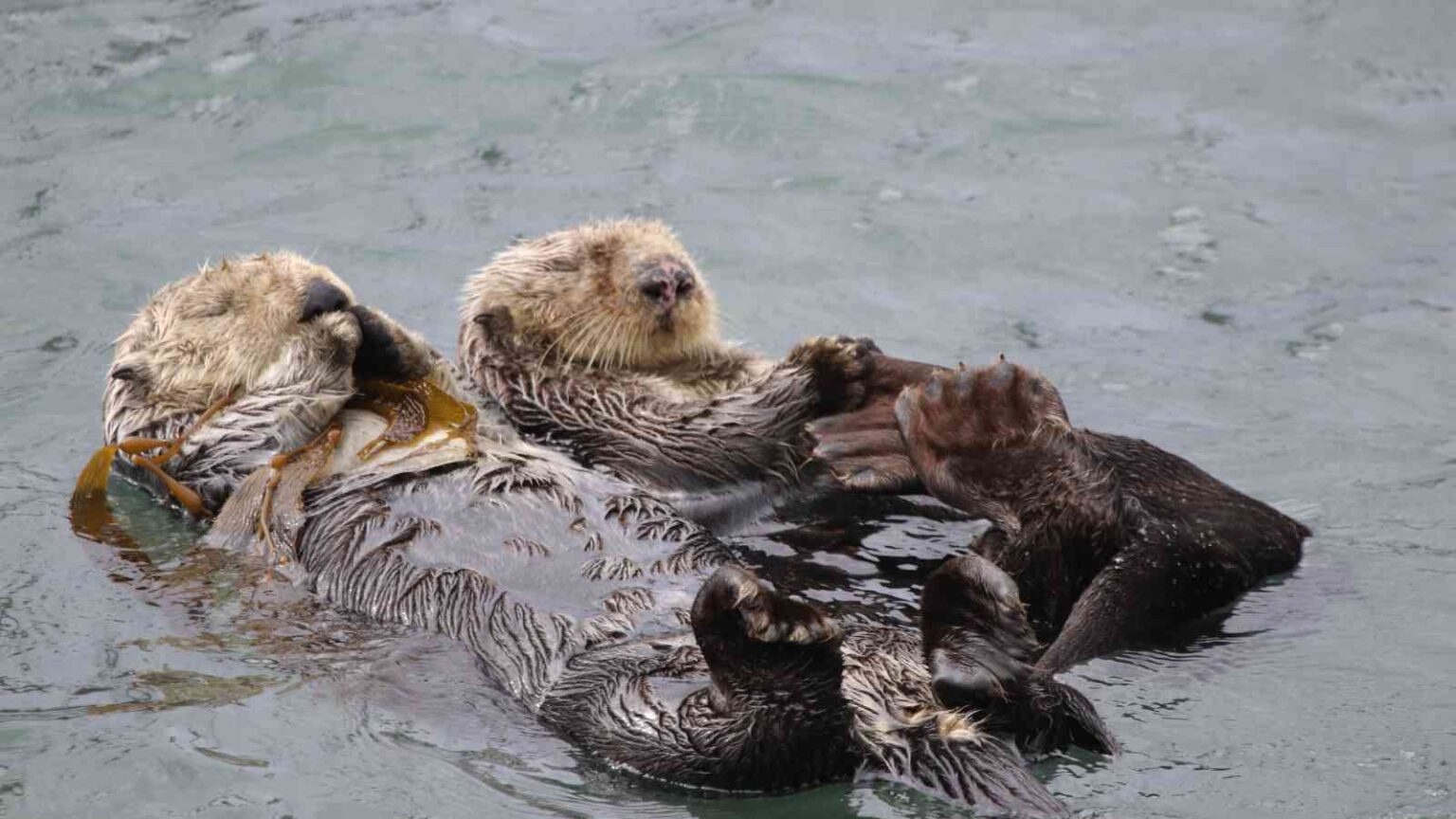 17 Things You Didn’t Know About Otters — Perfect for World Otter Day
