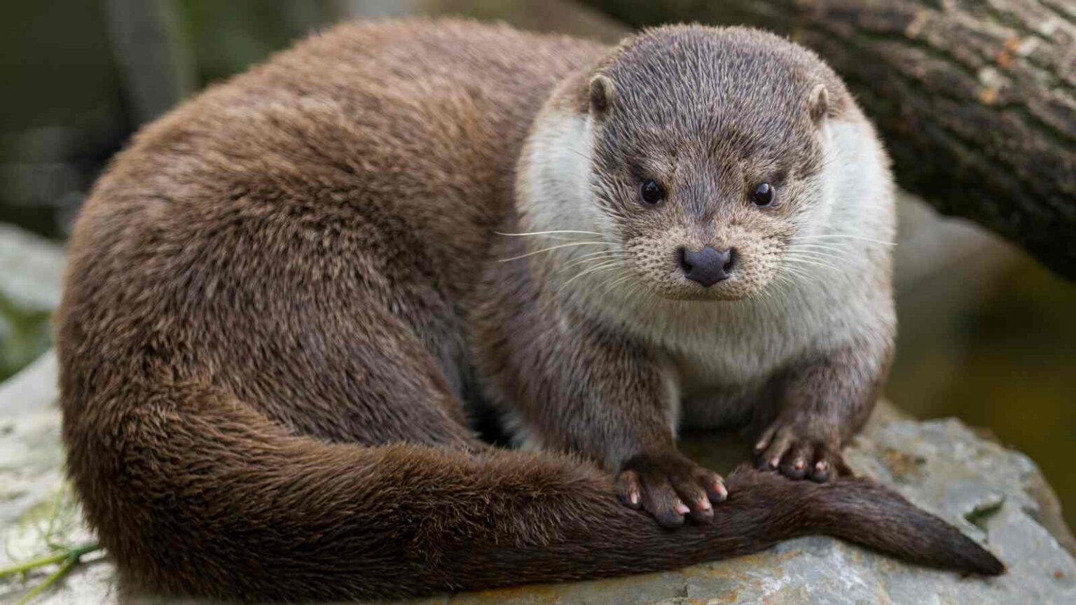 17 Things You Didn’t Know About Otters — Perfect for World Otter Day