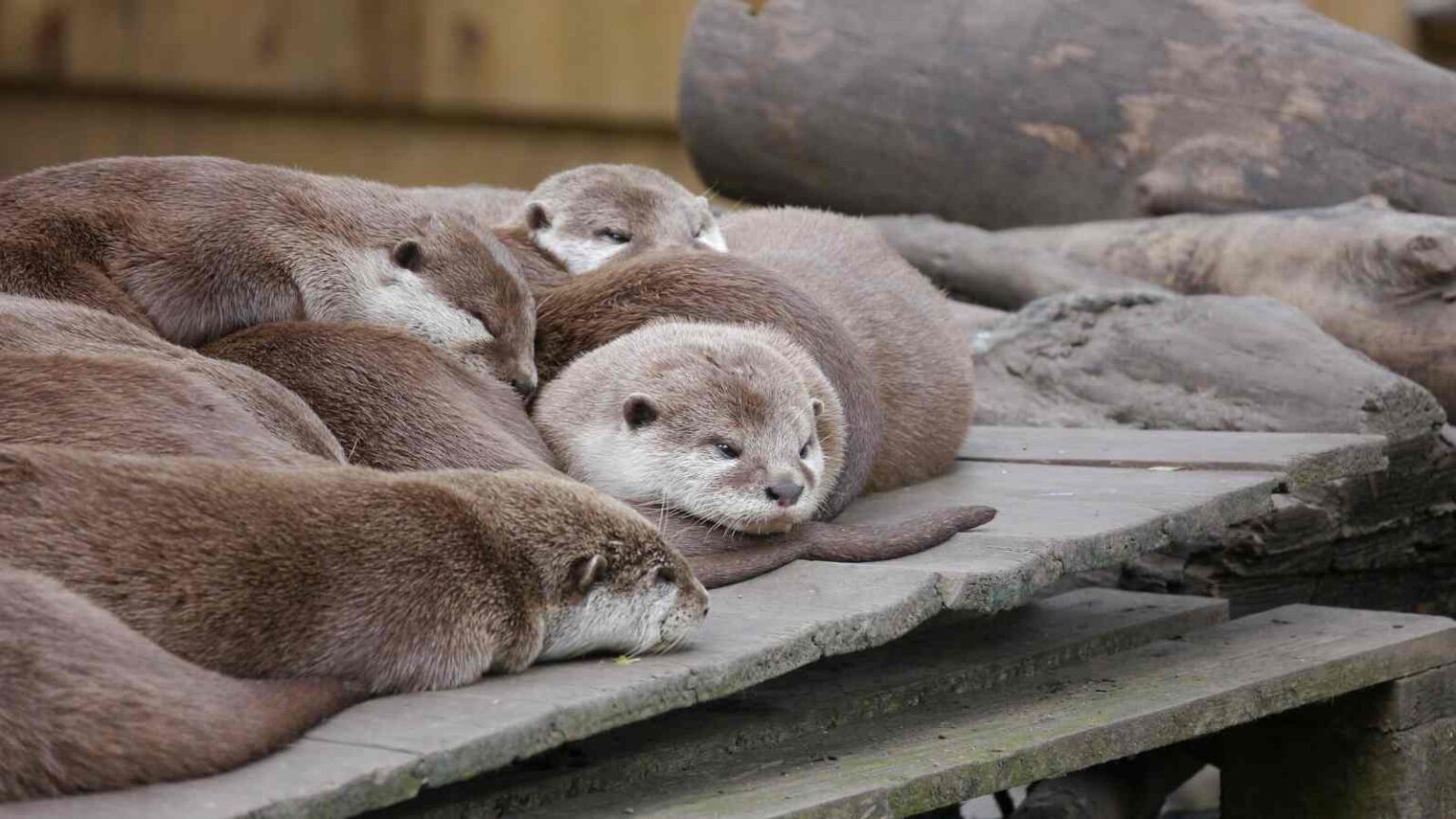 17 Things You Didn’t Know About Otters — Perfect for World Otter Day
