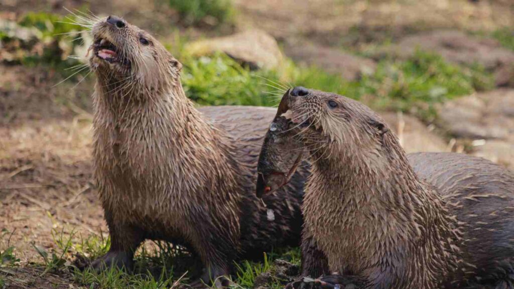 17 Things You Didn’t Know About Otters — Perfect for World Otter Day