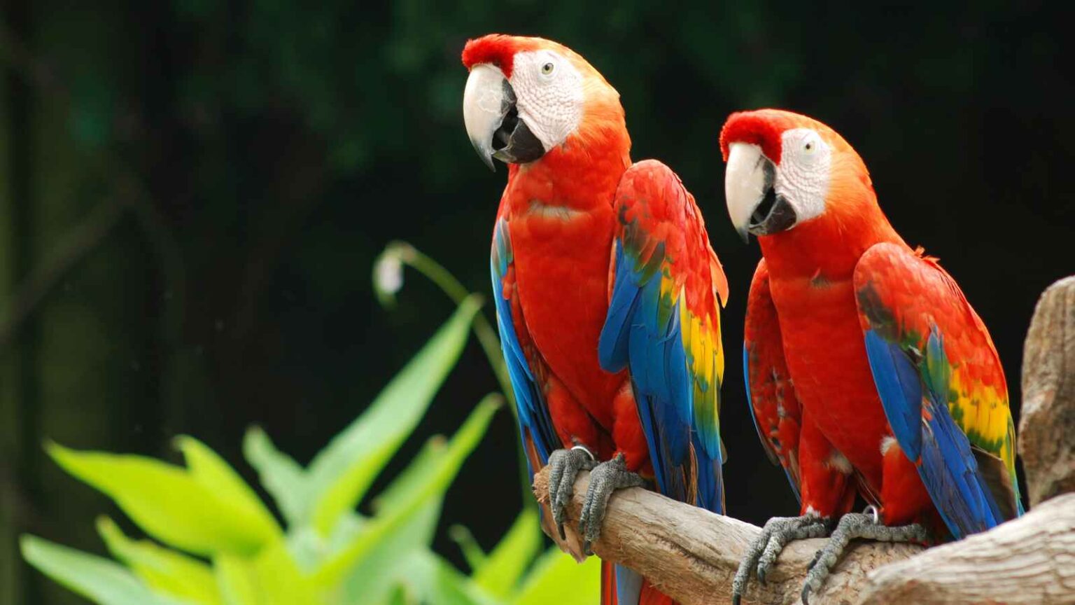 10 Things to Know About Parrots for World Parrot Day