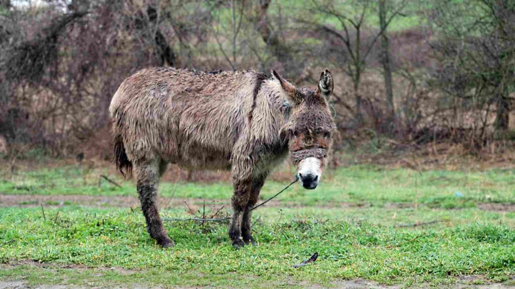 They’re Smarter Than You Think — 15 Fun Donkey Facts for World Donkey Day