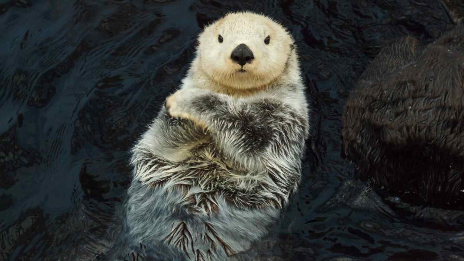 17 Things You Didn’t Know About Otters — Perfect for World Otter Day