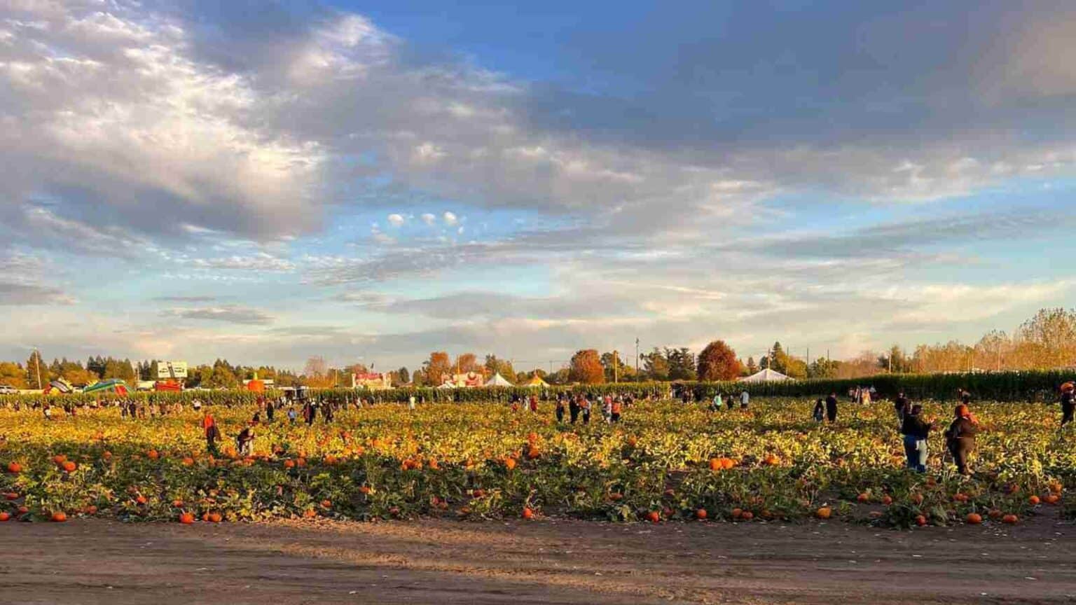 19 Best Pumpkin Patches around San Francisco Bay Area For a Fun Family ...