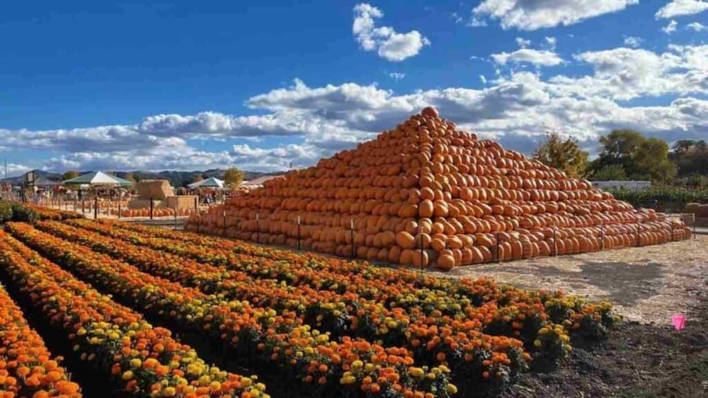 19 Best Pumpkin Patches around San Francisco Bay Area For a Fun Family ...